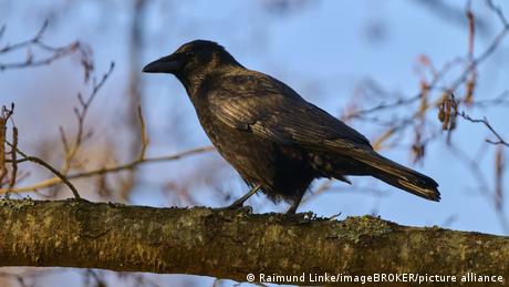 Crow intelligence sets the stage for a remarkable friendship