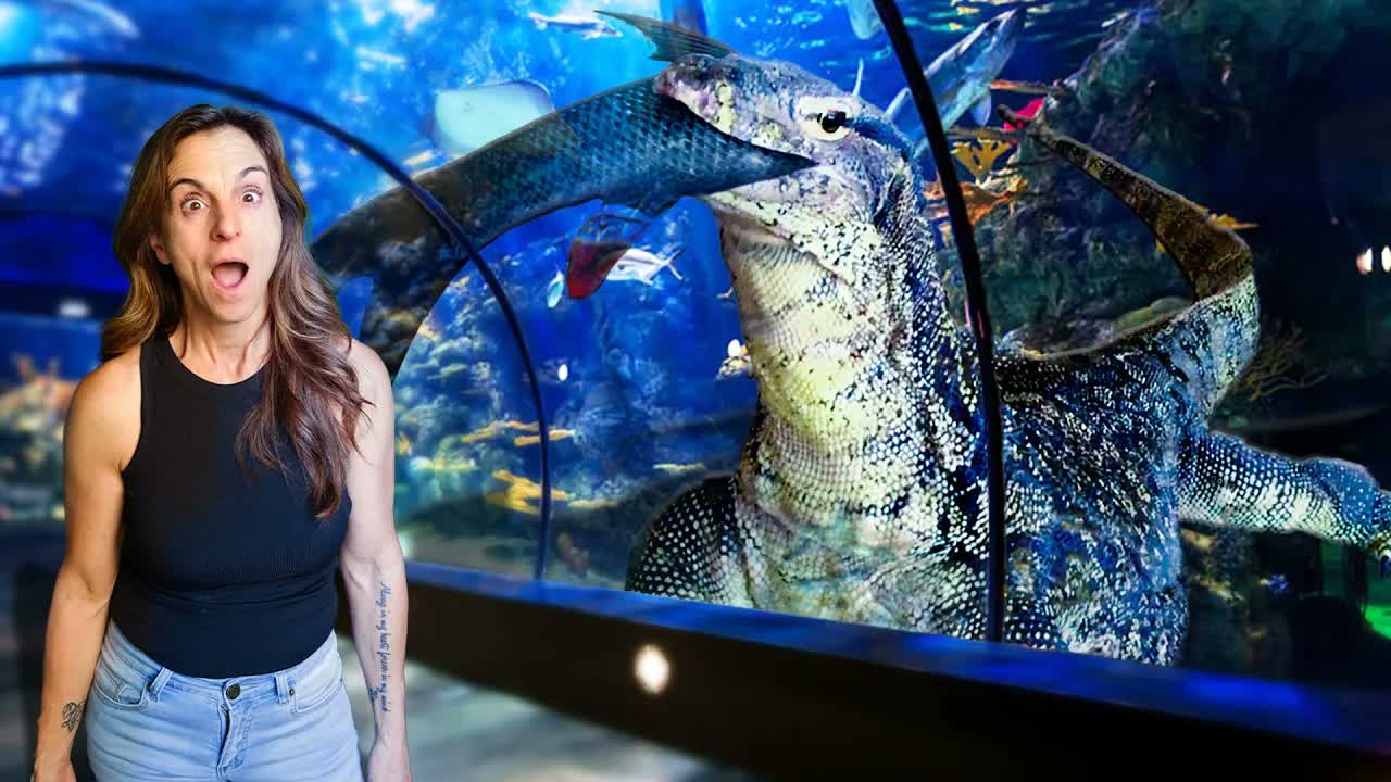 Inside the aquarium with a giant predator
