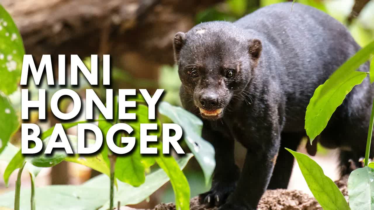 The tayra is South America’s most fearless forest predator