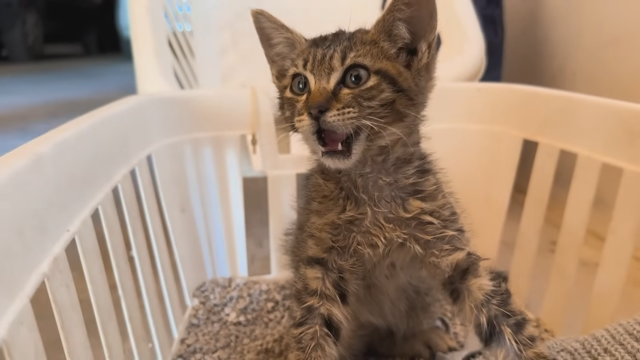 Watch this tiny kitten bravely fight for his life