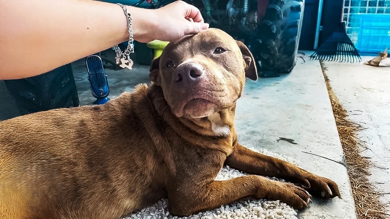 Abandoned pittie was too scared to be touched - until he found best friend