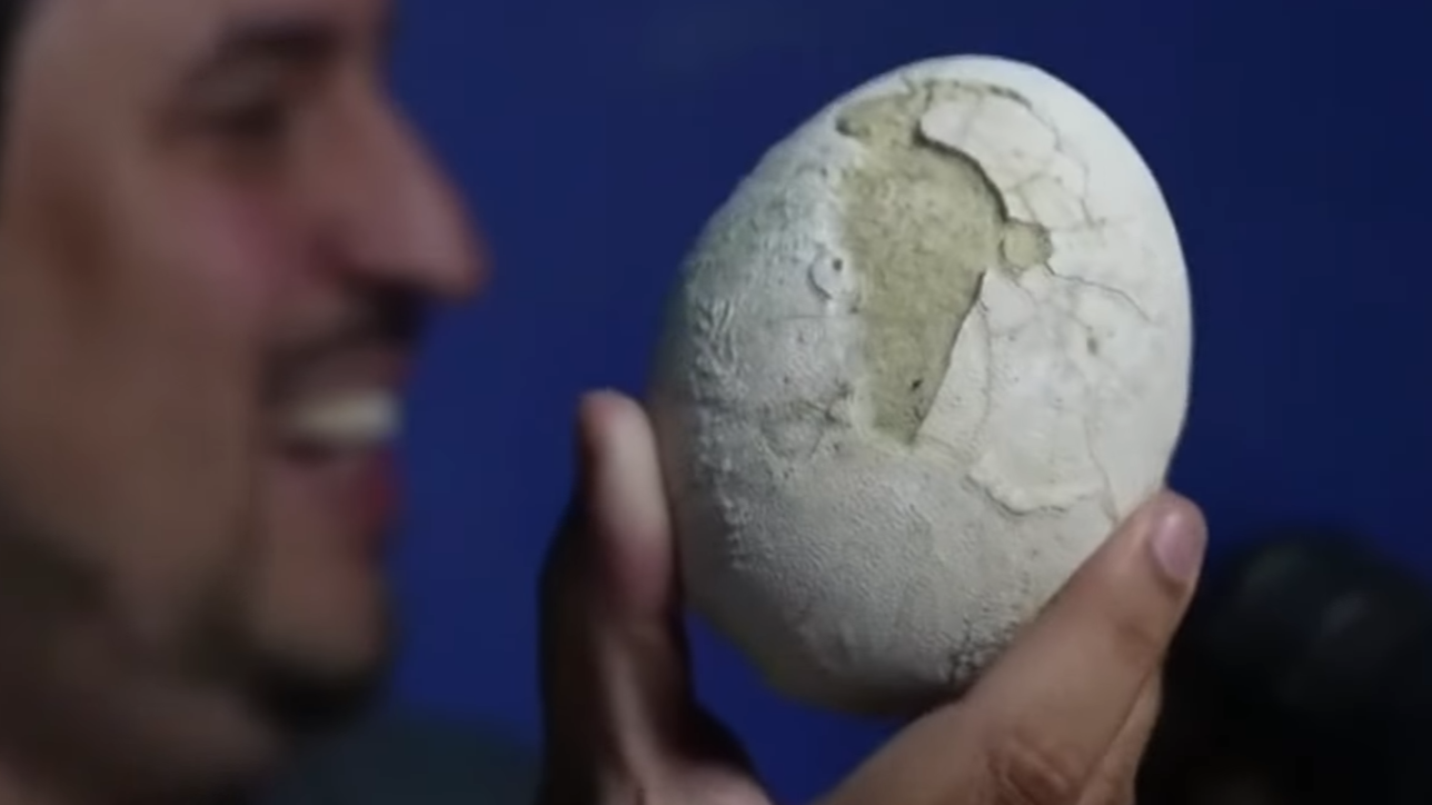 Scientists found a 70-million-year-old dinosaur egg... and something’s off