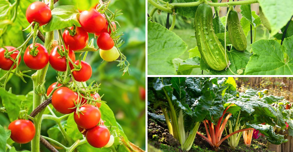 13 low-effort fruit and vegetables even beginners can grow