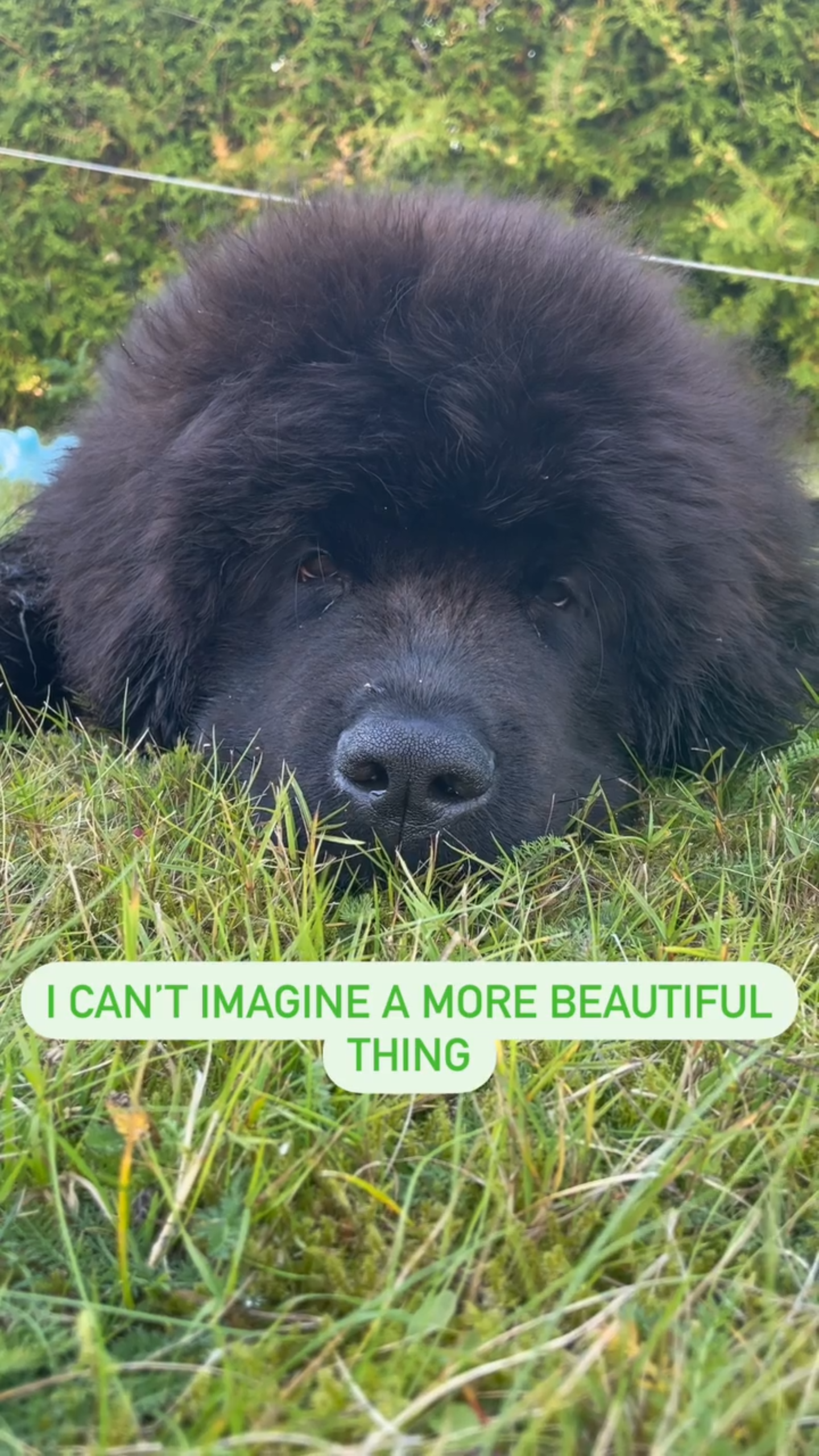 Felt cute with my dog, adorable moment you can’t miss!