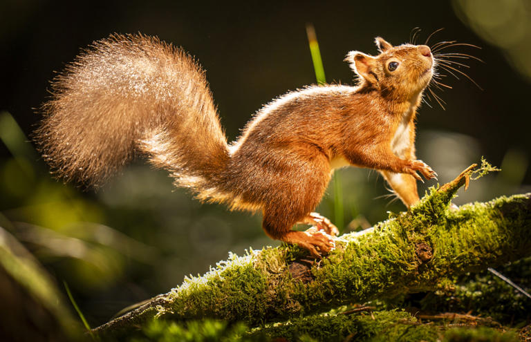 Campaign launched for endangered red squirrels to get emoji