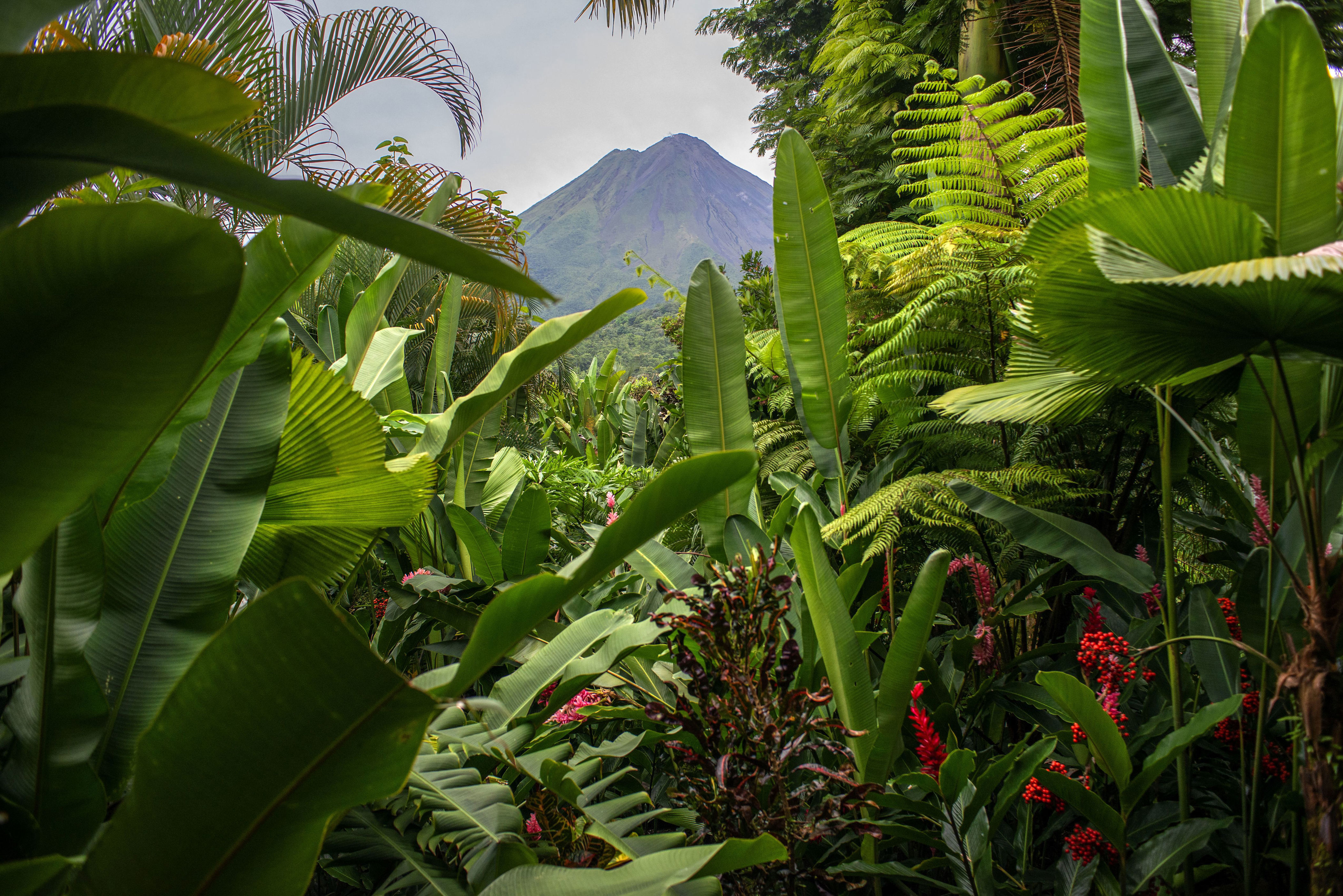The world’s rainforests are vanishing. In this one country, they’re ...