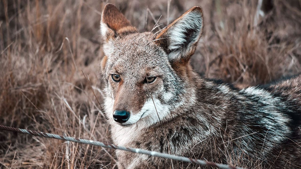 15 US states where coyotes are taking pets off porches at night