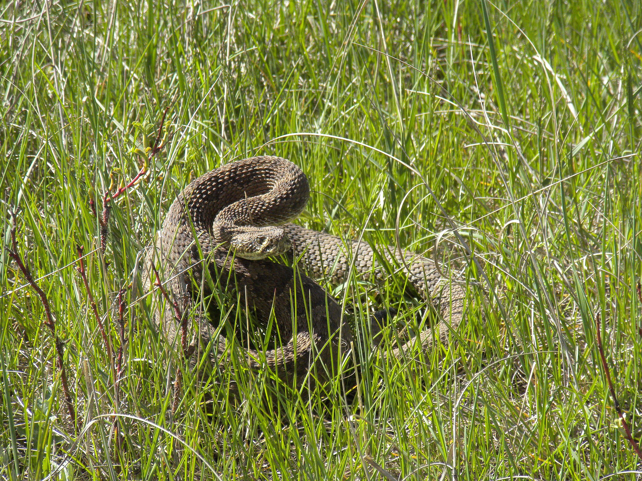12 fearless animals that hunt rattlesnakes—venom isn’t always a winning ...