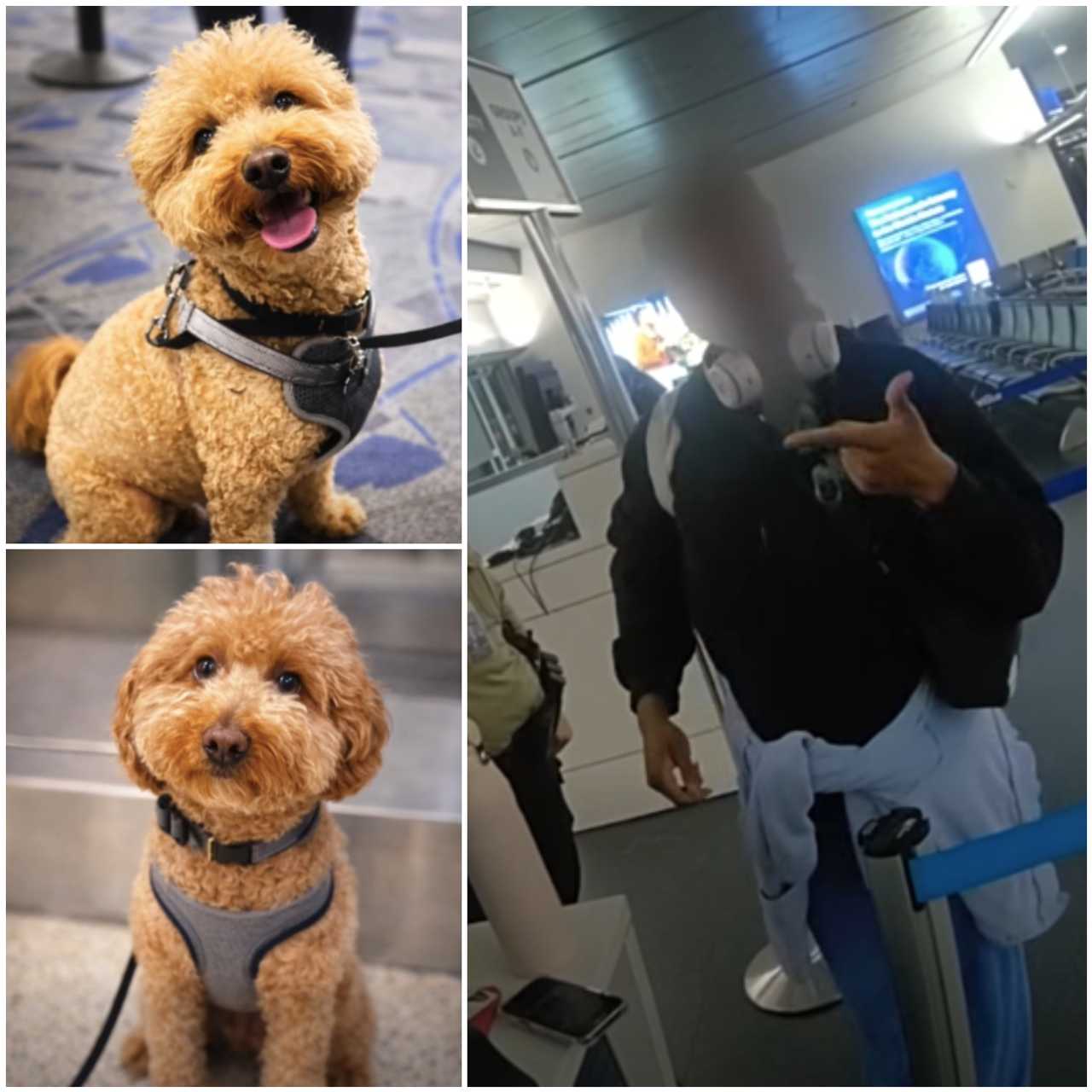 Video: Dog watches owner abandon him at Las Vegas airport, police ...