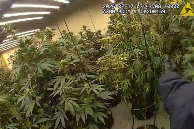 Cannabis farm raided with 165 plants seized from 'dangerous' Westcliff flat