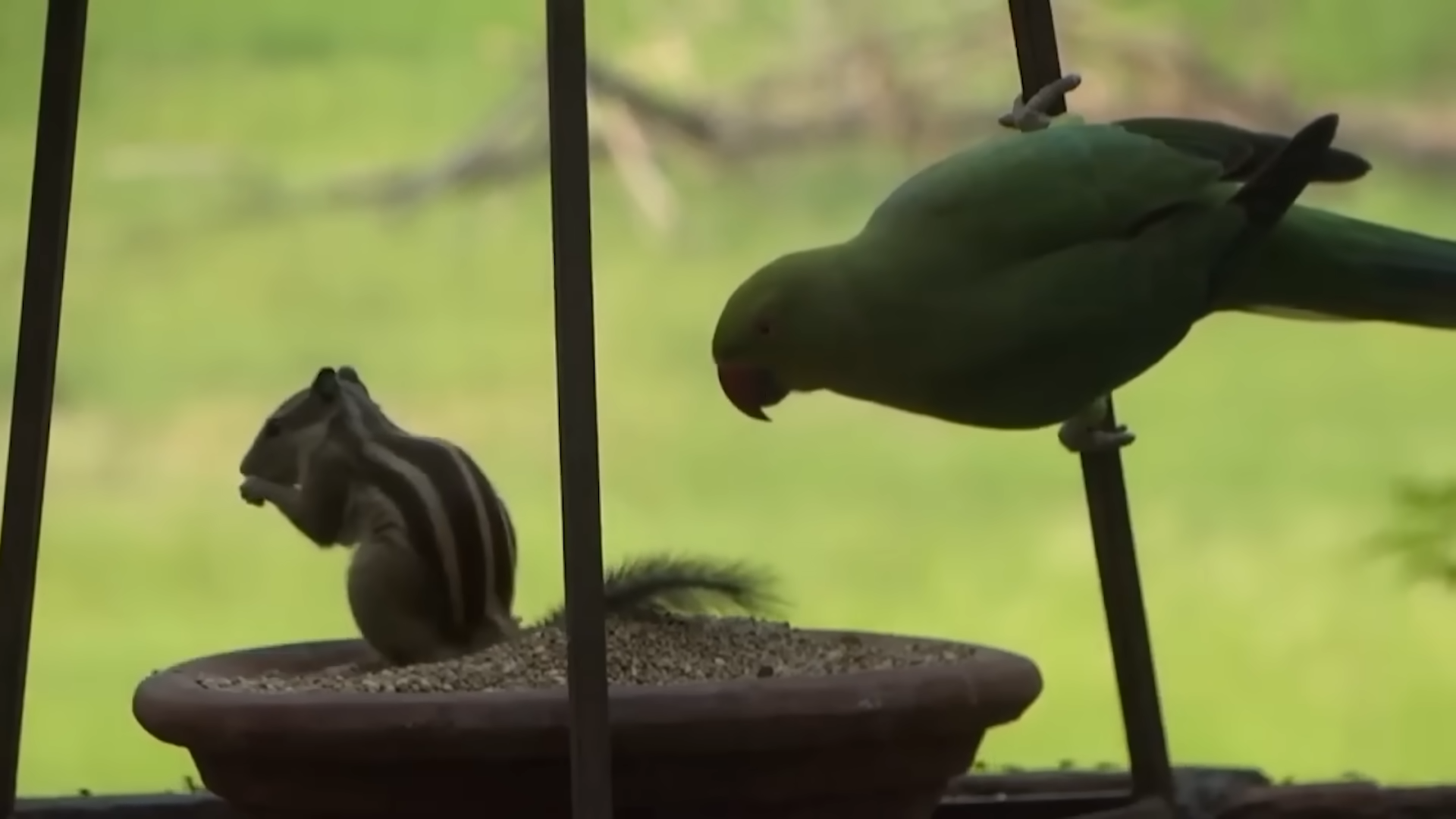 Watch this parrot attack an innocent squirrel