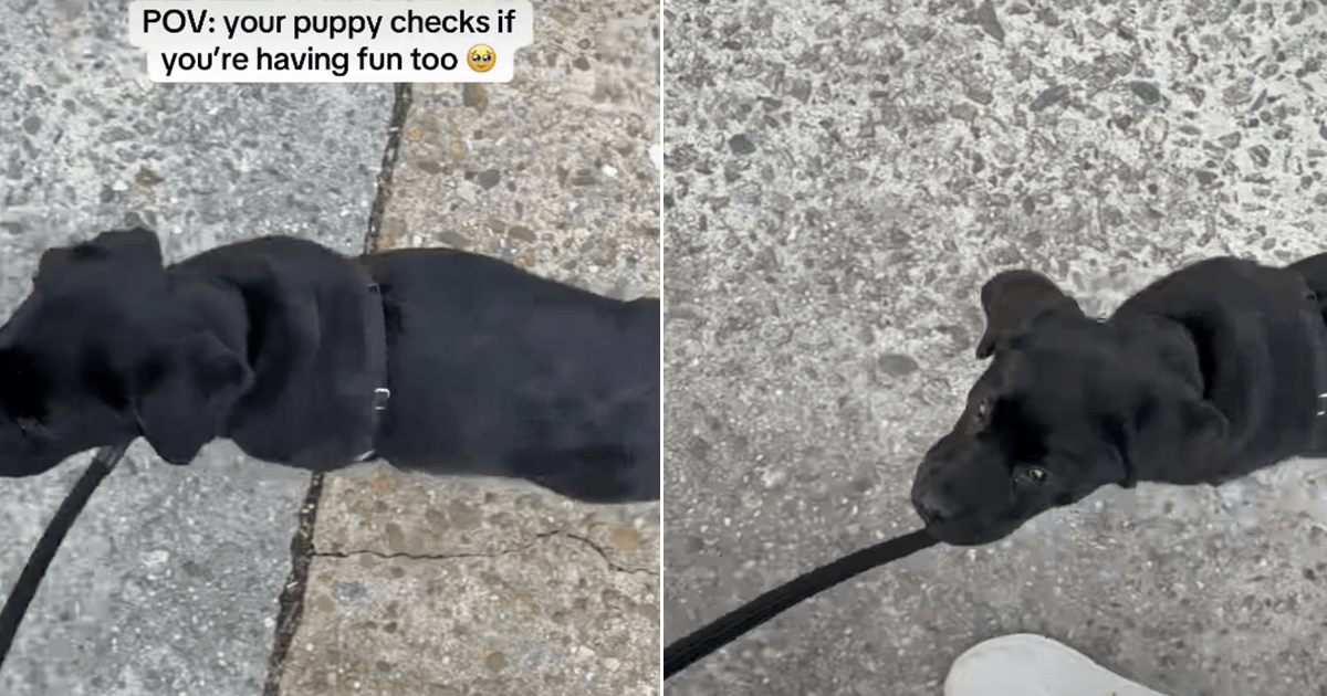 Video: Labrador puppy keeps checking if owner is having fun too on ...
