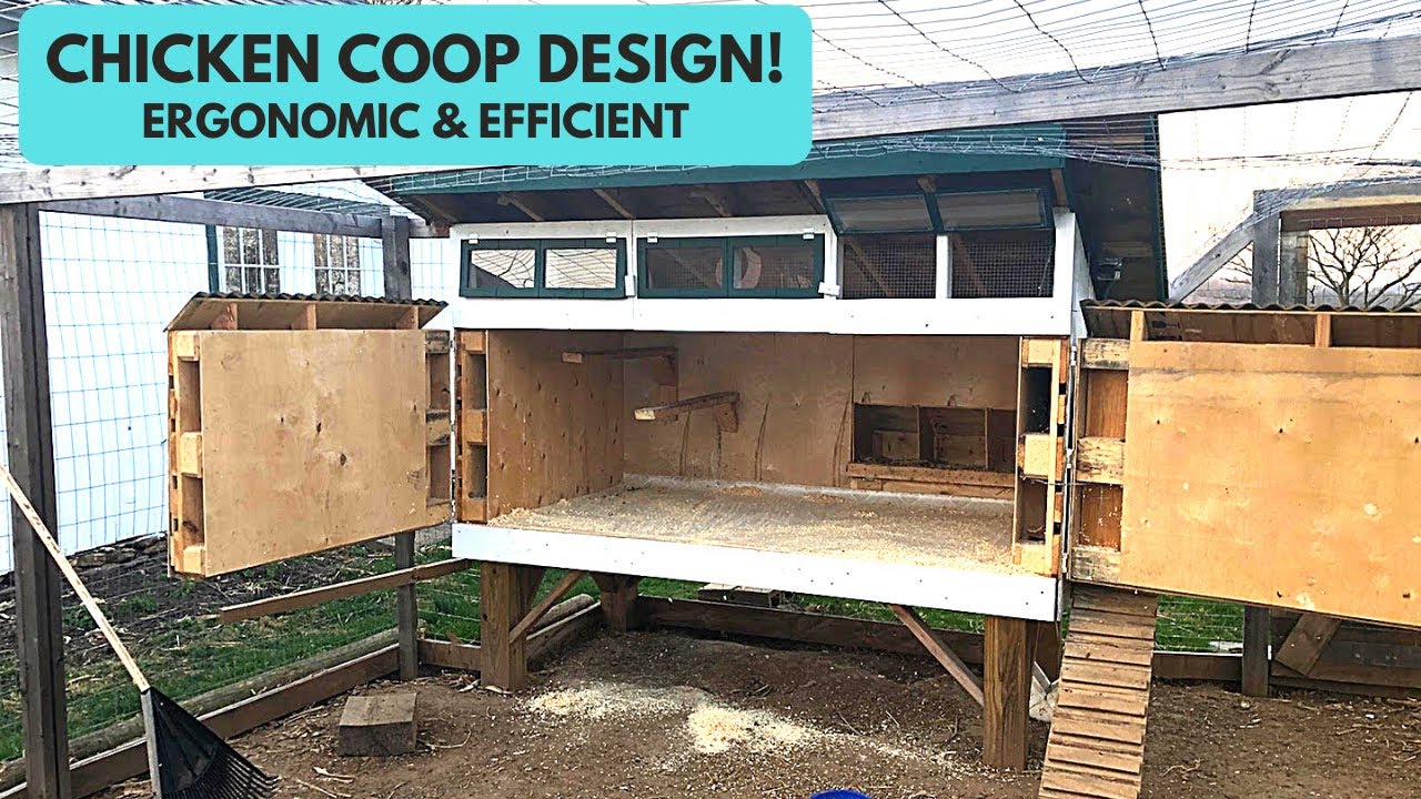 How to design an ergonomic and efficient chicken coop for easier cleaning