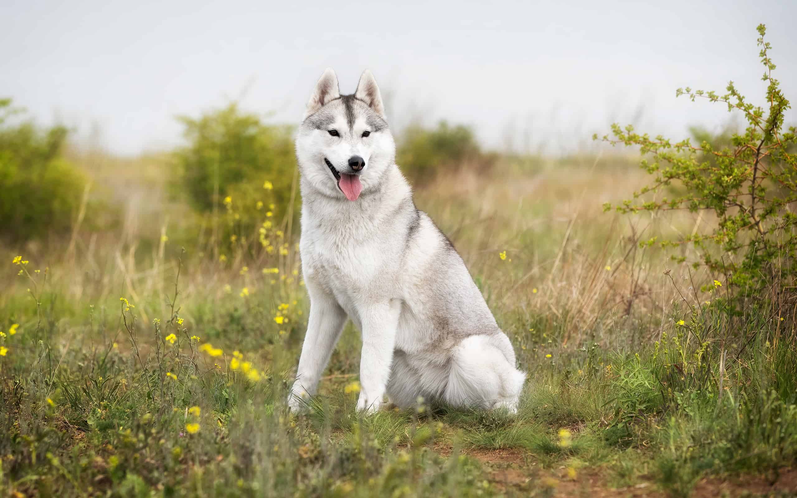 If you like huskies these 12 alternative breeds may be perfect for you