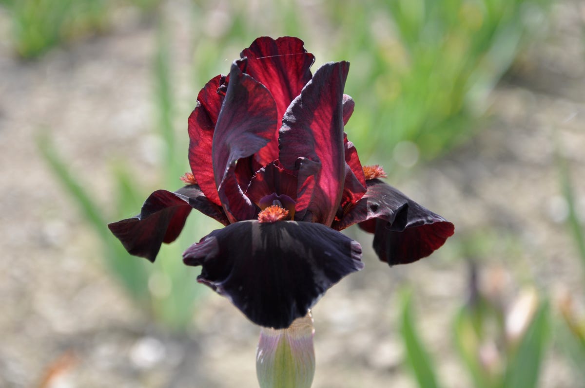 A year-round garden gem: 12 vibrant iris varieties for colour in every ...