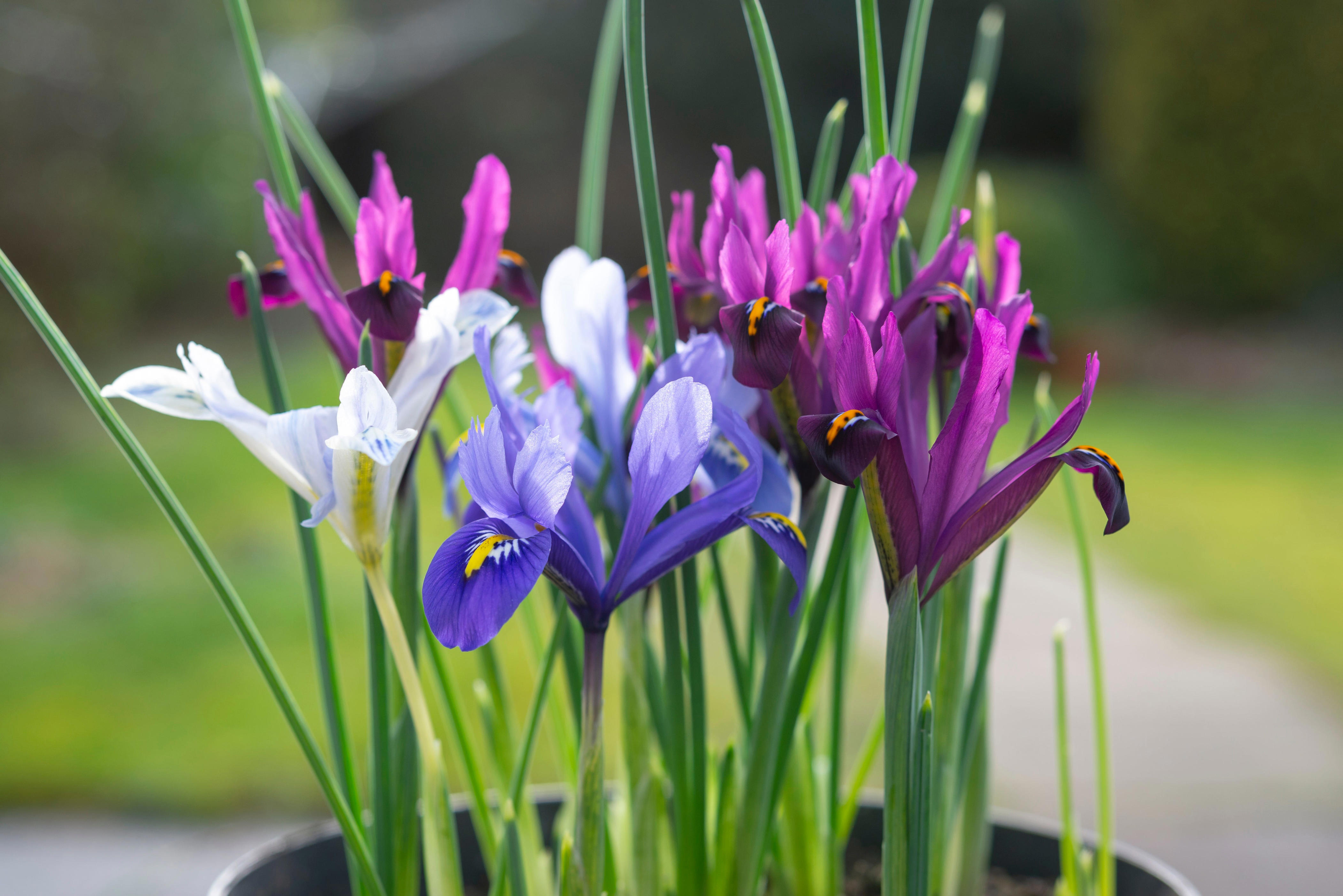A year-round garden gem: 12 vibrant iris varieties for colour in every ...