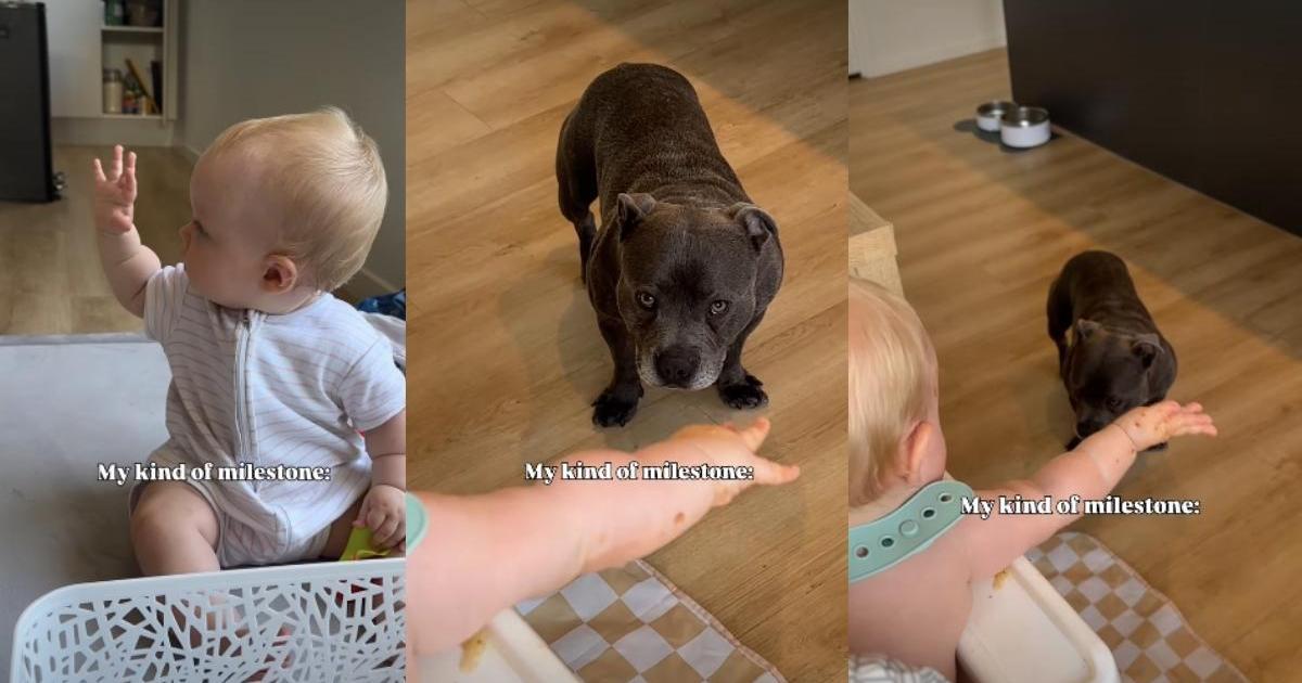 Video: Dog & baby deliver a milestone moment