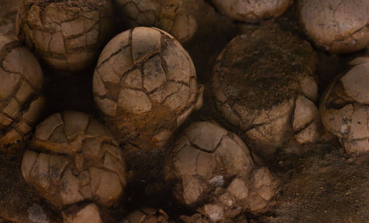 Scientists used a giant accelerator to see inside dinosaur eggs, the ...