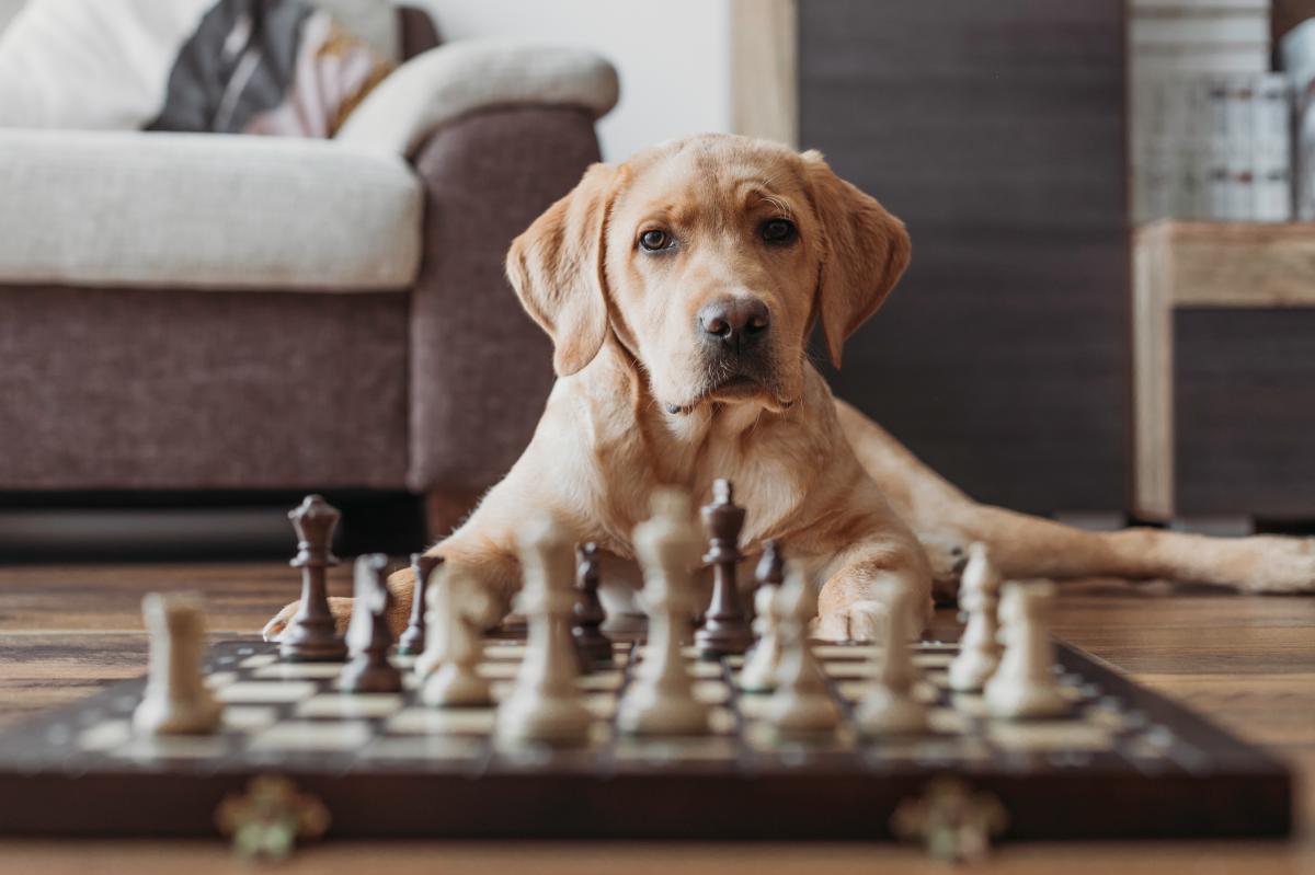 Denkspiele für Hunde: Wie beschäftige ich meinen Hund?