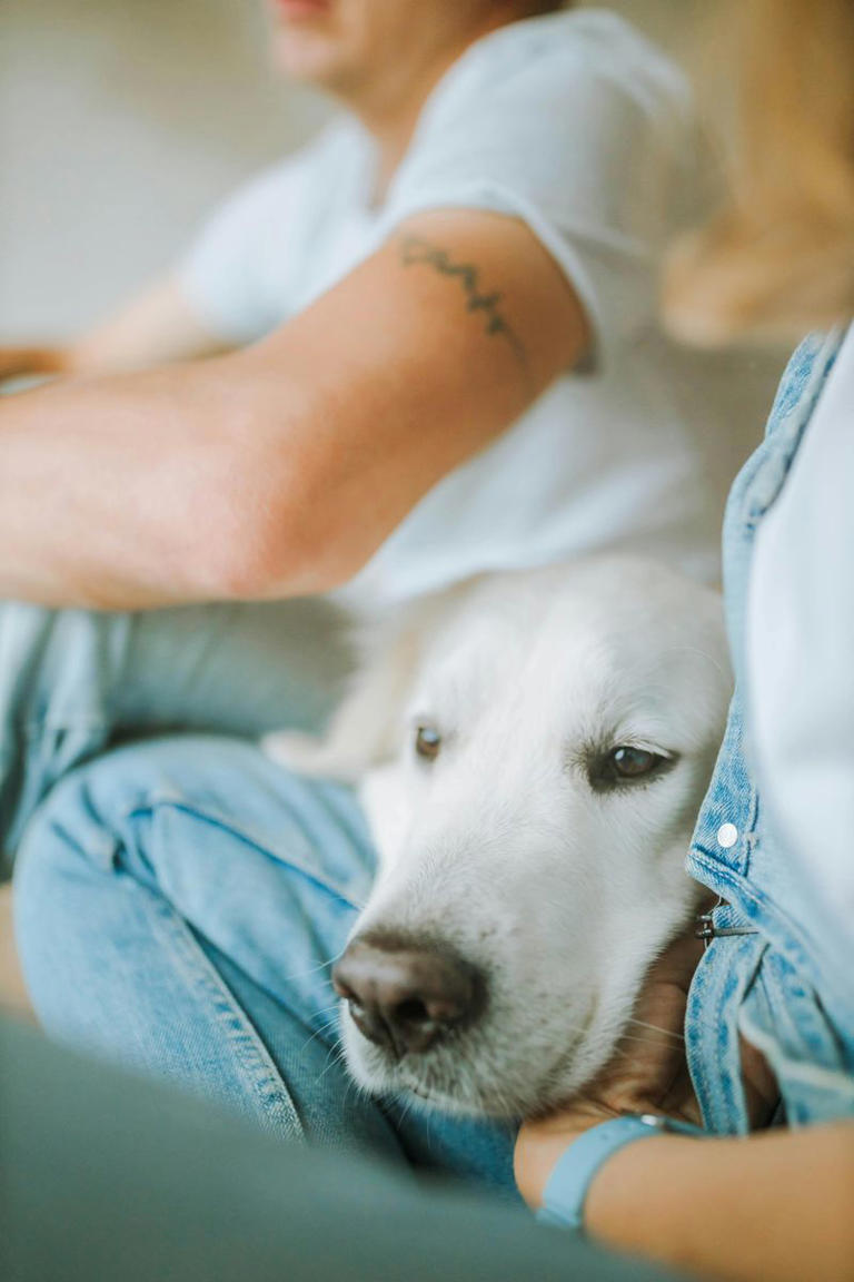 14 signs your dog trusts you more than anyone else