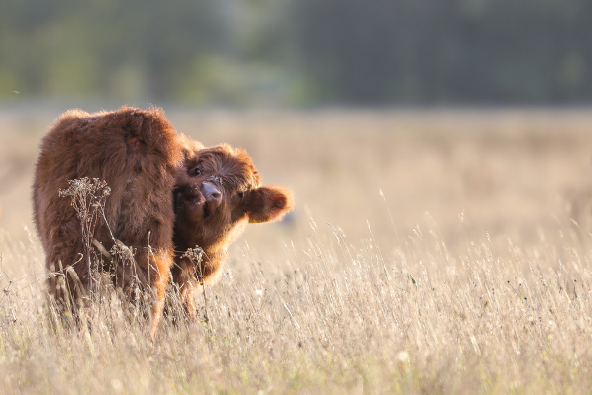 Baby Cow Zeus Discovers His Tail and Melt Hearts with His Cuteness