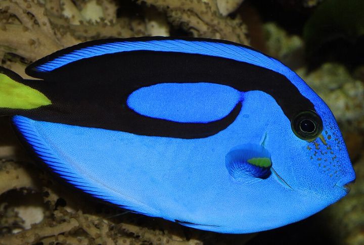 10 fish species with remarkable lifespans