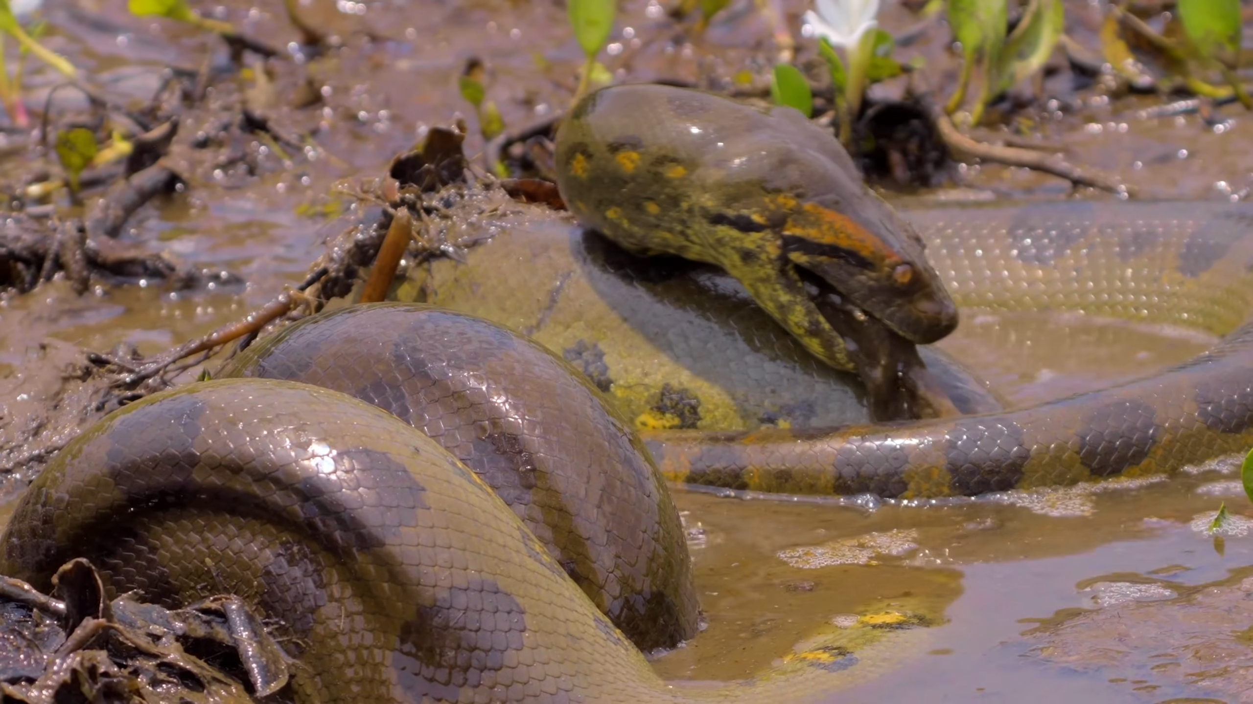 This snake escaped into the wild - now it’s killing people