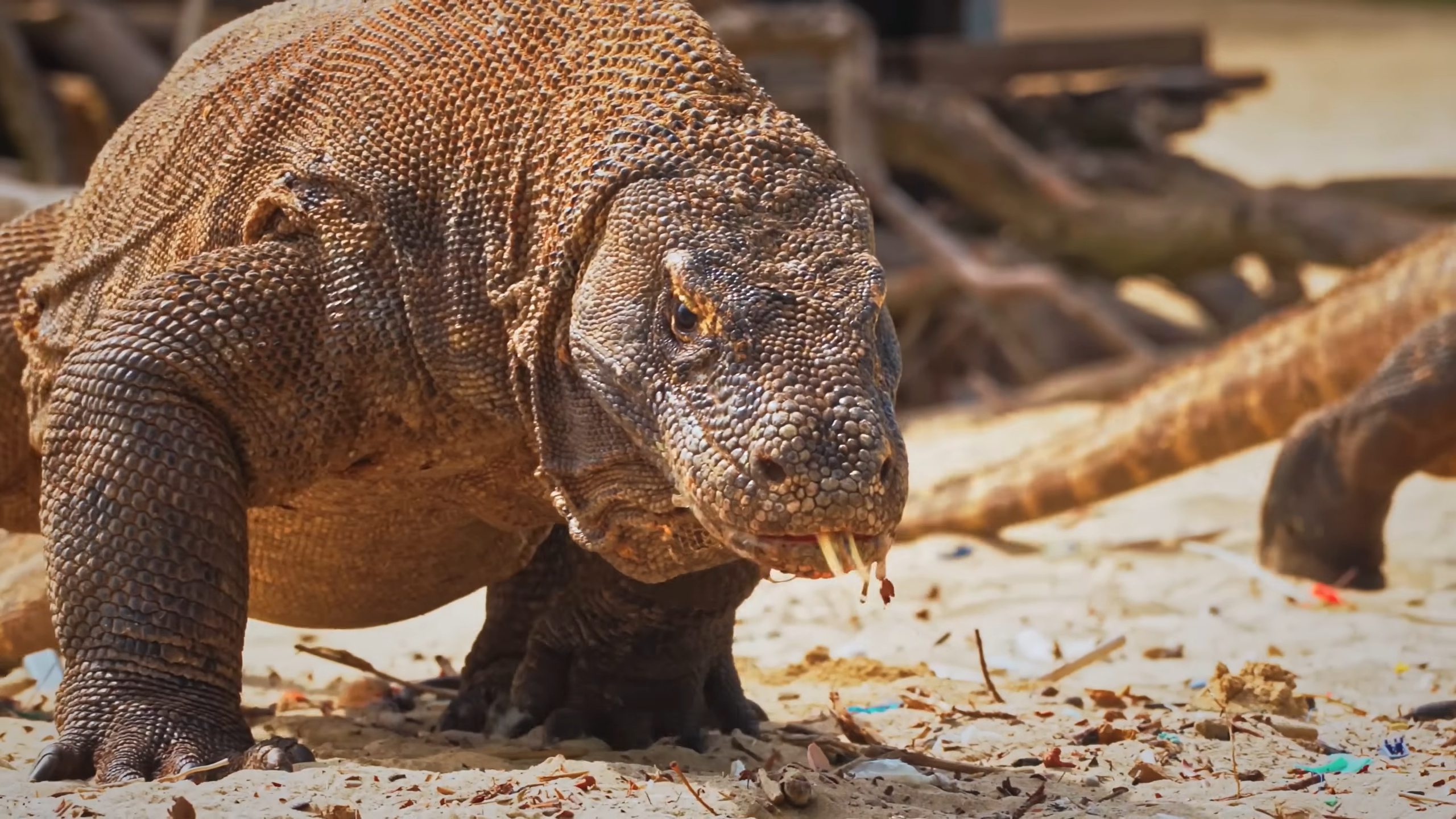This animal looks harmless - but it’s actually a killing machine