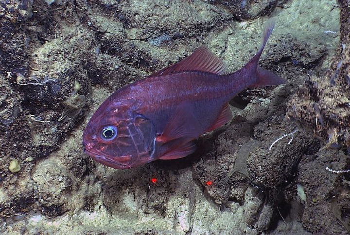 10 fish species with remarkable lifespans