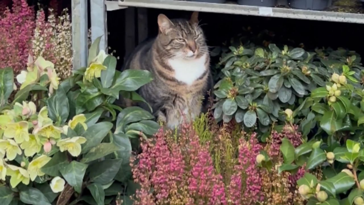 'Meowgnolia?' - Cat's clever hiding spot makes it look just like one of ...