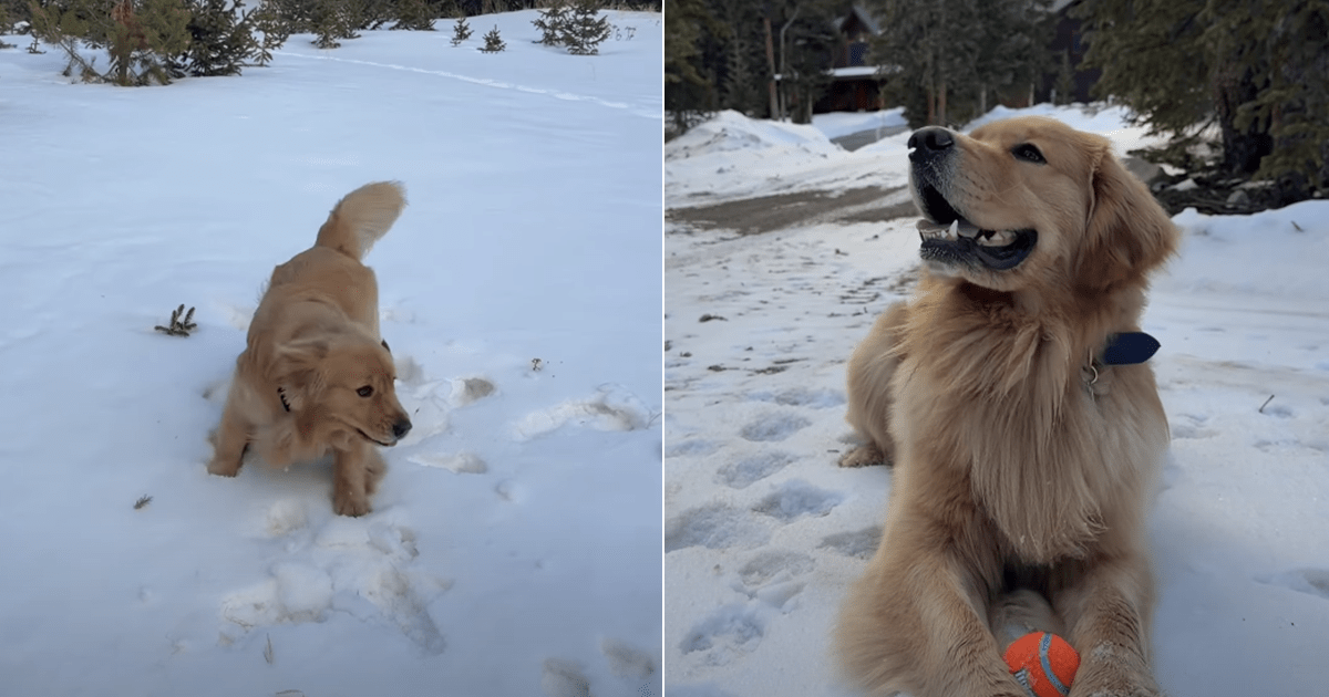 Video: Golden retriever reacts to seeing snow for the first time ever