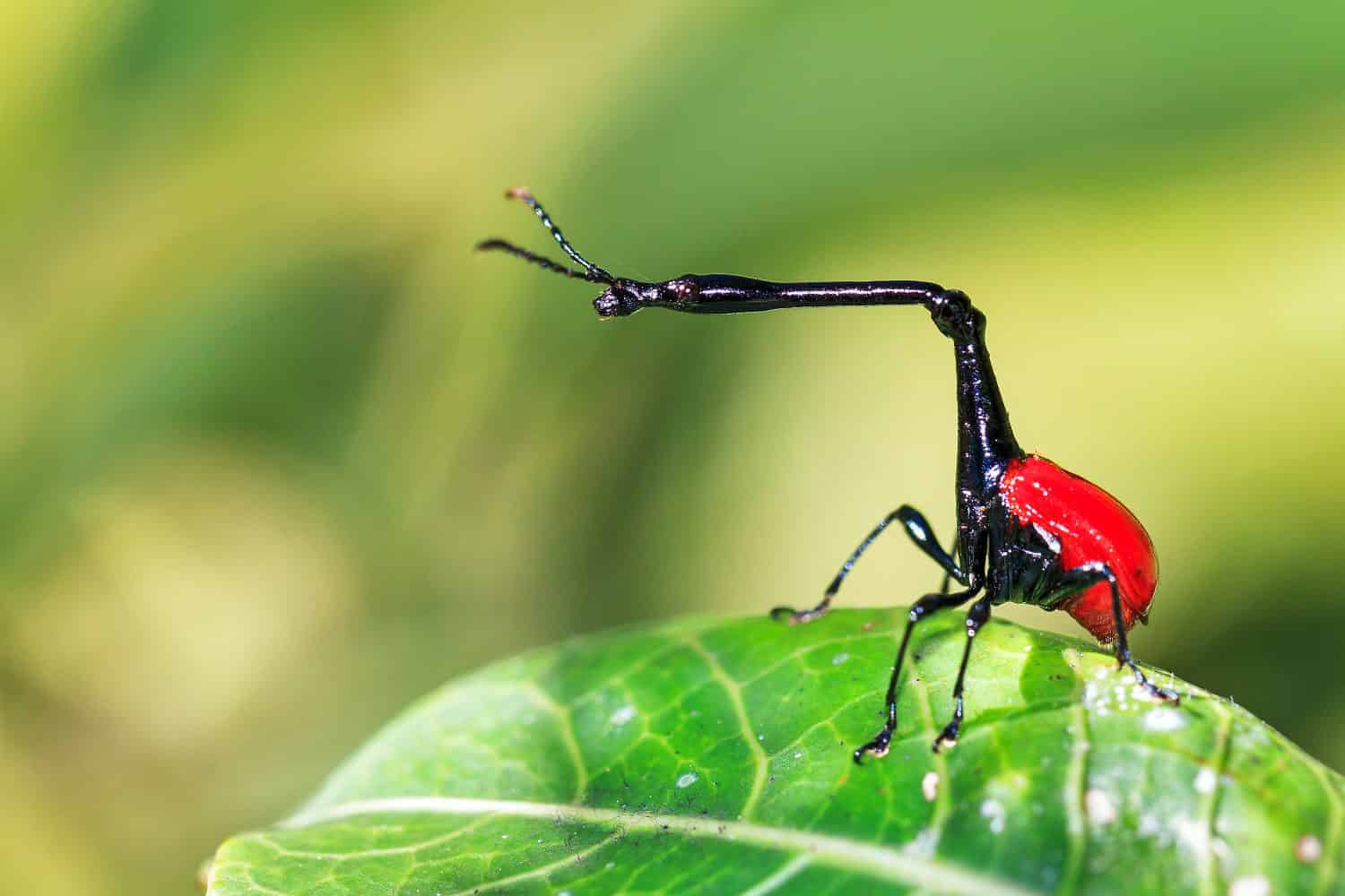 The average American can’t properly identify these common insects