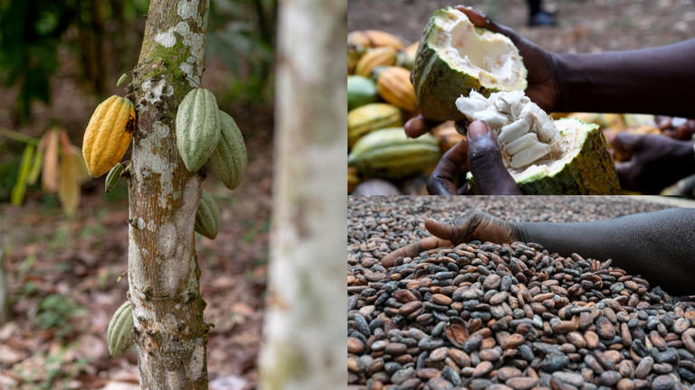 Ivory Coast considers cocoa price cut like Ghana as global market slump ...