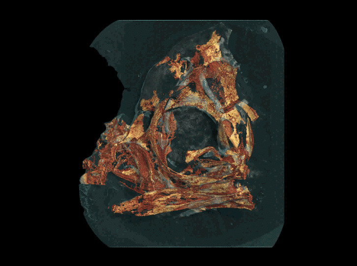 Scientists used a giant accelerator to see inside dinosaur eggs, the ...