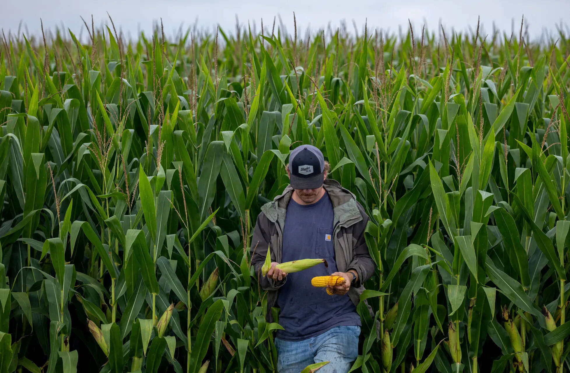 US farmers to sow more soybeans in 2026, less corn, USDA says