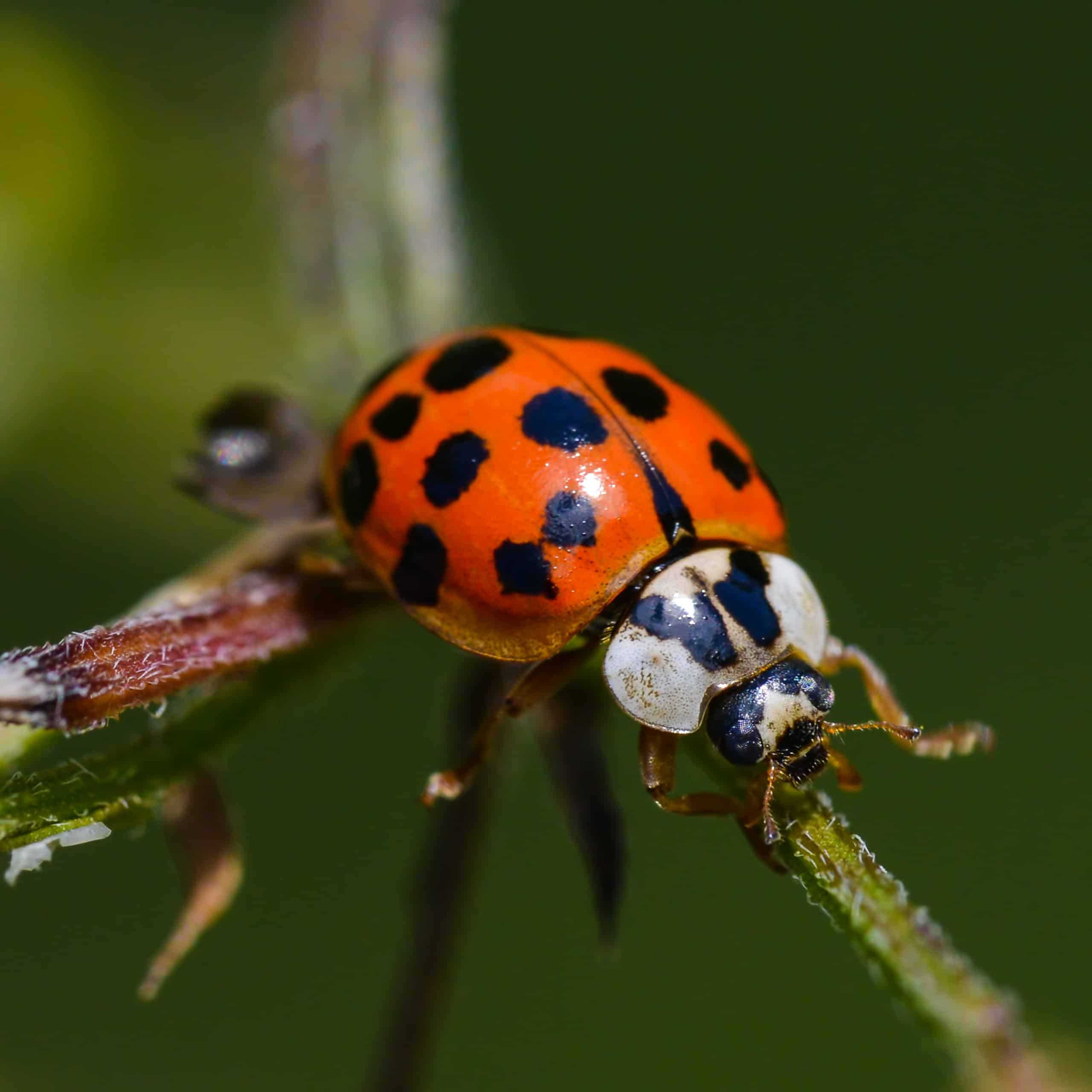 The average American can’t properly identify these common insects