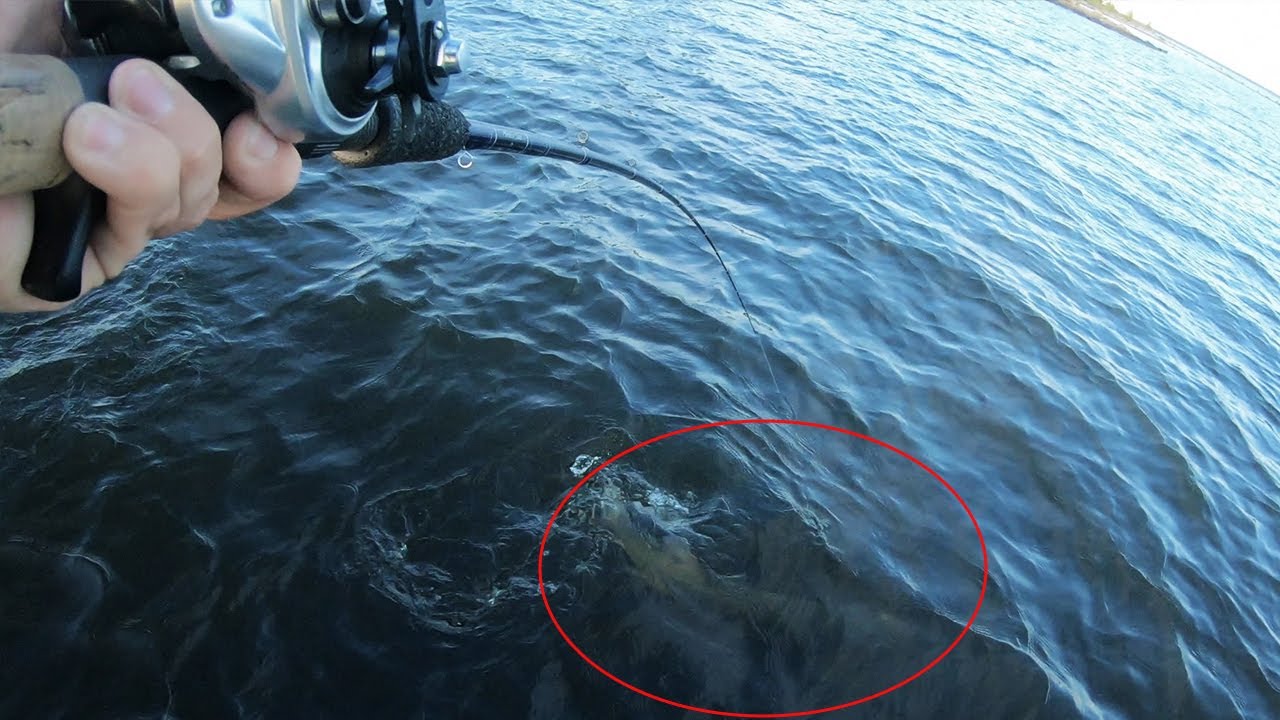 My biggest fish ever eats at my feet