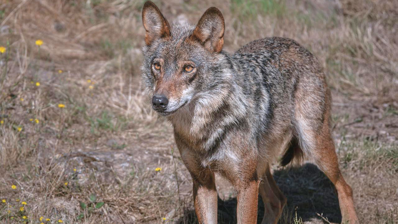 15 US states where coyotes are taking pets off porches at night