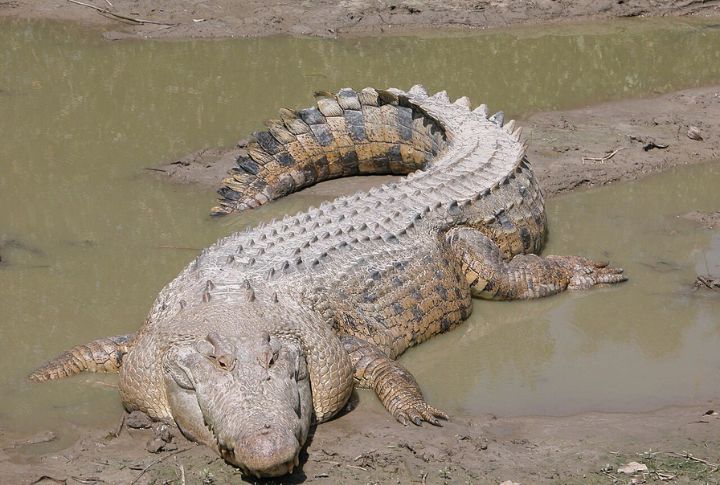 10 animals without fear of predators