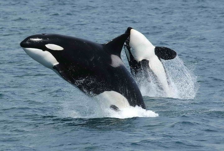 10 animals without fear of predators