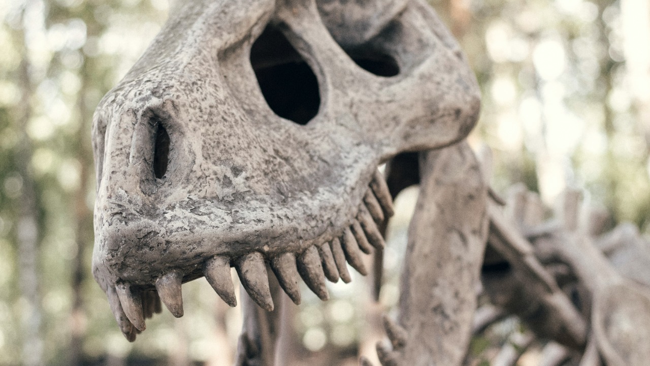 Built to crush bones: meet nature’s fastest killer