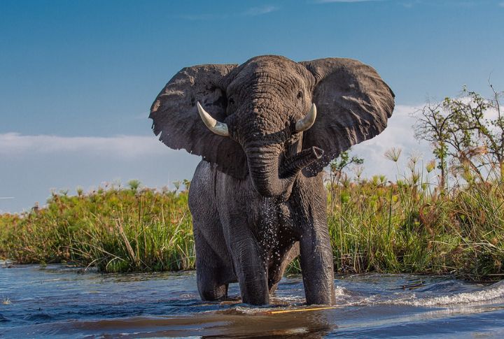 10 animals without fear of predators