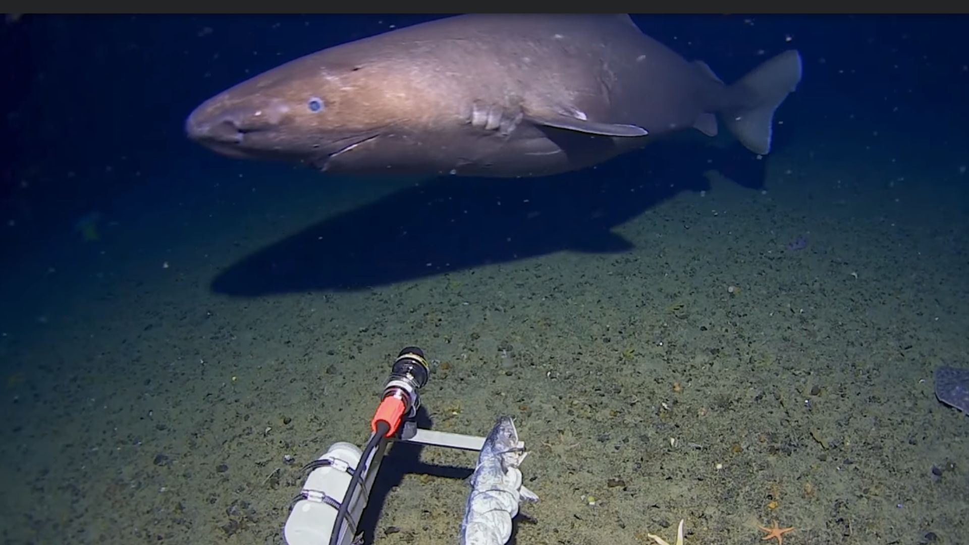 Massive 13-foot shark found patrolling freezing Antarctic seabed for ...