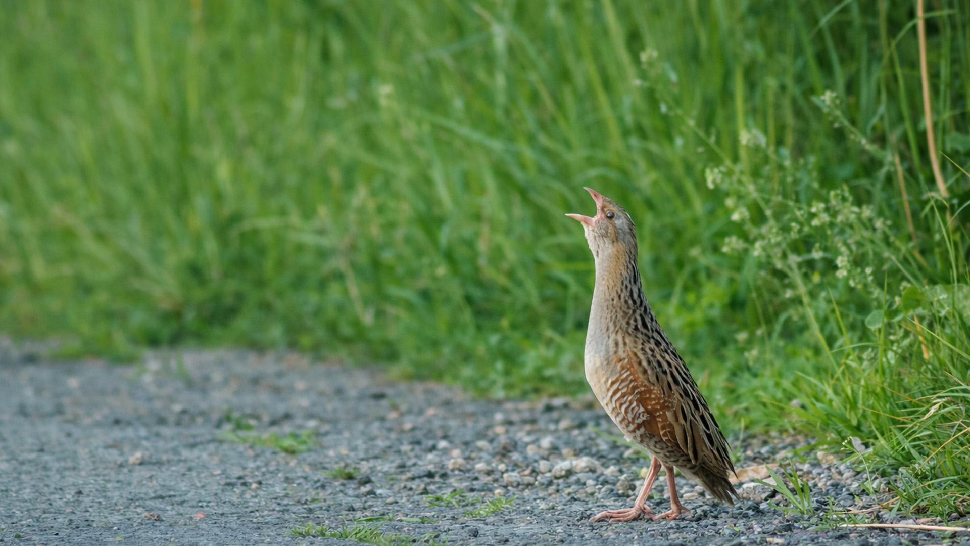 This bird stood still and started calling