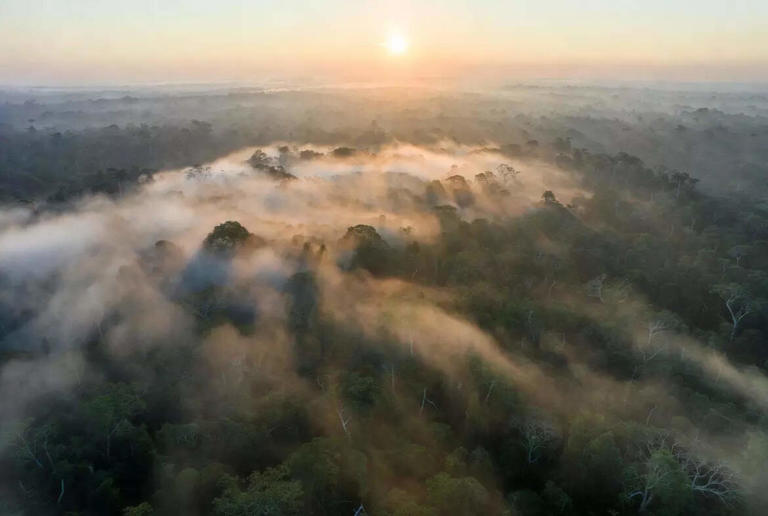 The Amazon makes its own rain: How the rainforest recycles moisture to ...
