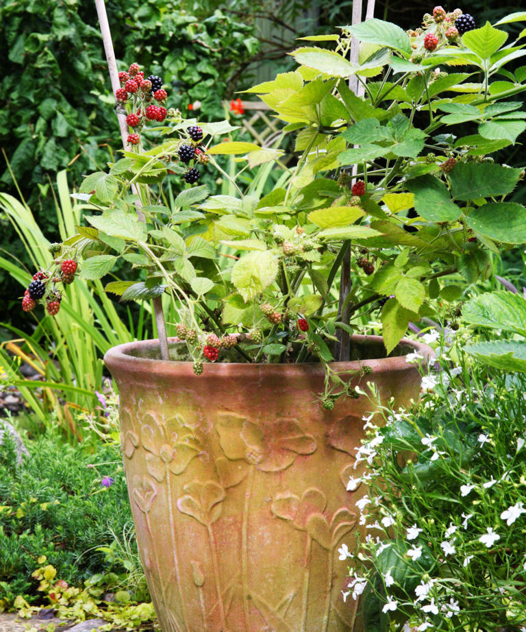 You can grow berries in containers in small spaces – here are the 5 ...