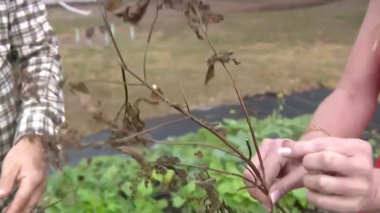 When to trim back dead plants after the cold weather season