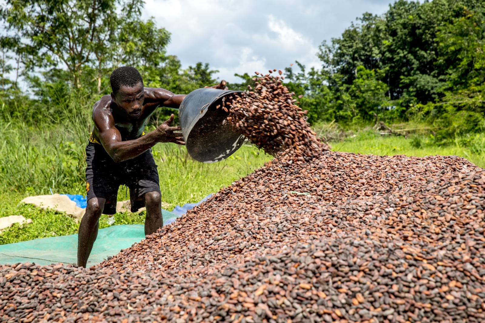 Ivory Coast considers cocoa price cut like Ghana as global market slump ...