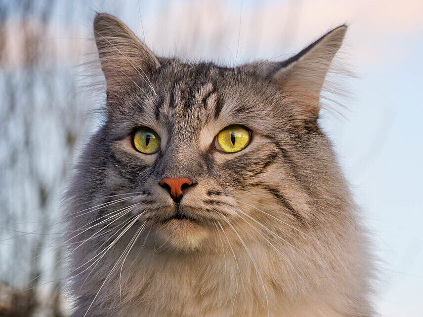 Top 11 worst cat breeds for people with allergies