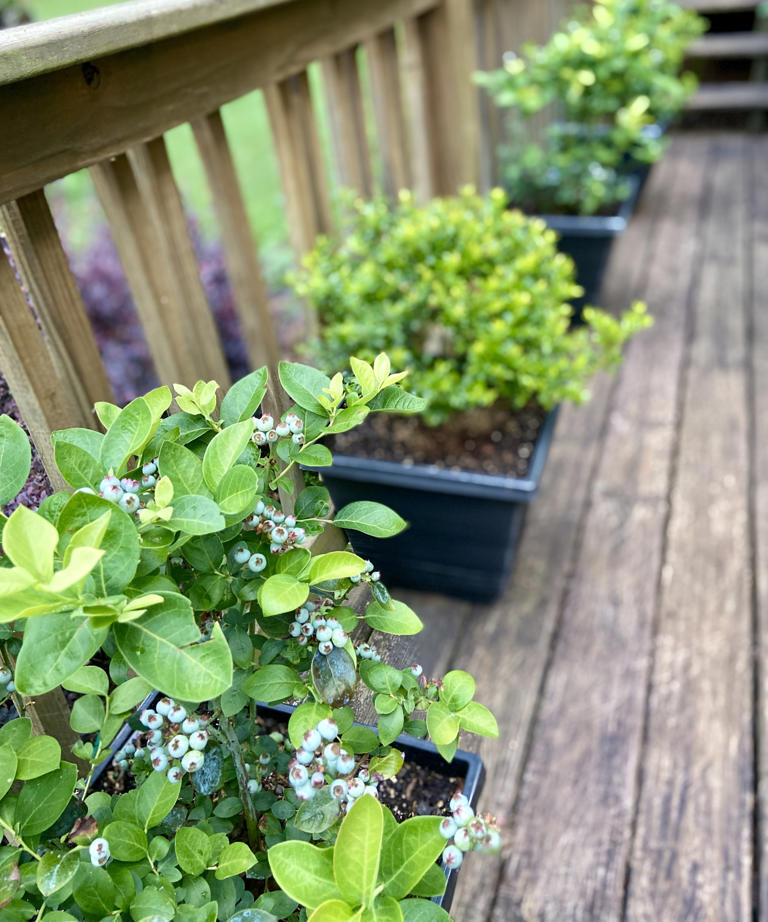 You can grow berries in containers in small spaces – here are the 5 ...